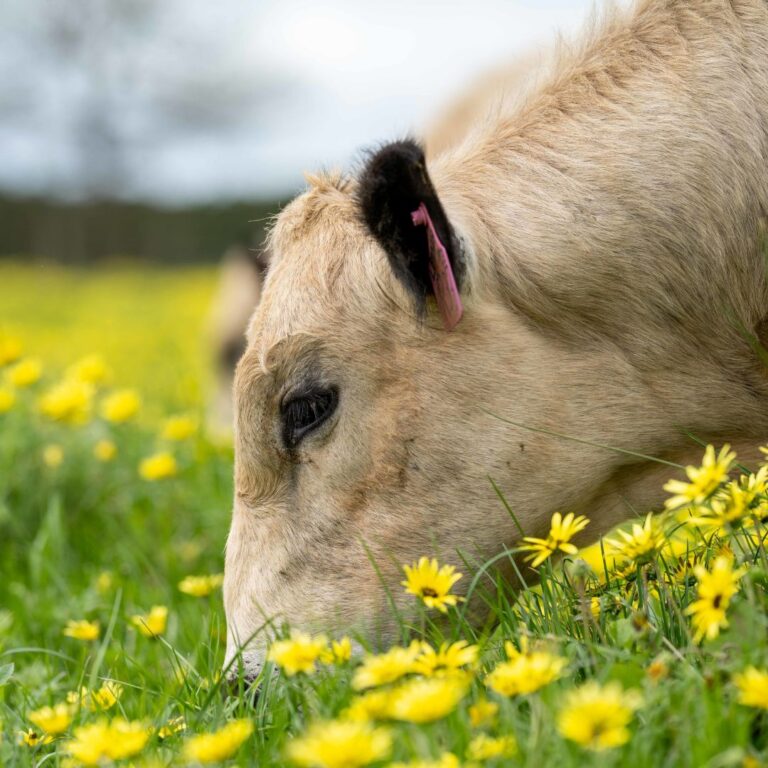Real Food vs. Fake Food: What’s Really on Your Plate?