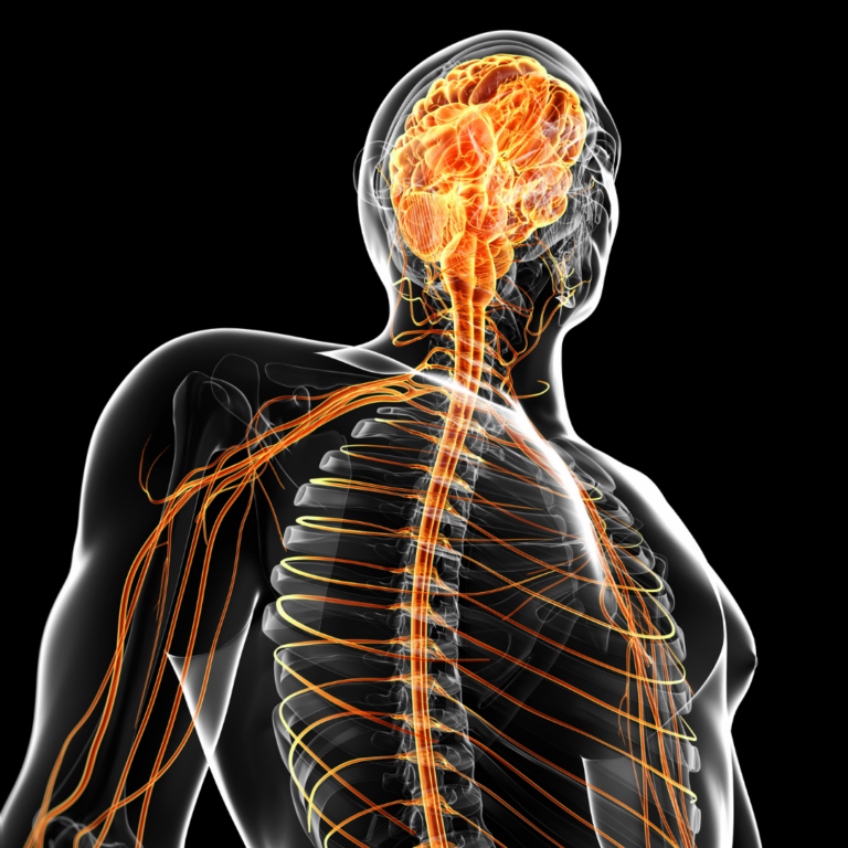 nervous system - Richmond Integrative & Functional Medicine